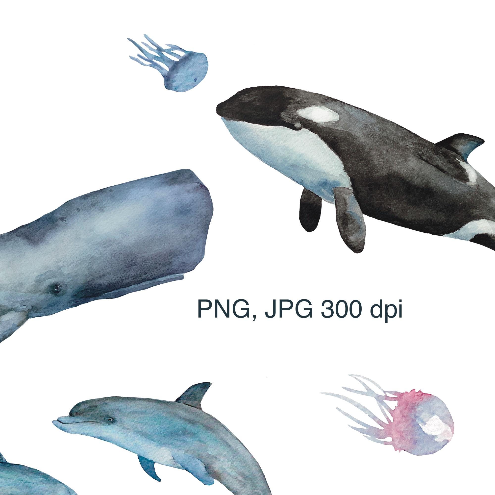 Watercolor Ocean Animals Clipart PNG Set: Sea Life Illustrations ...