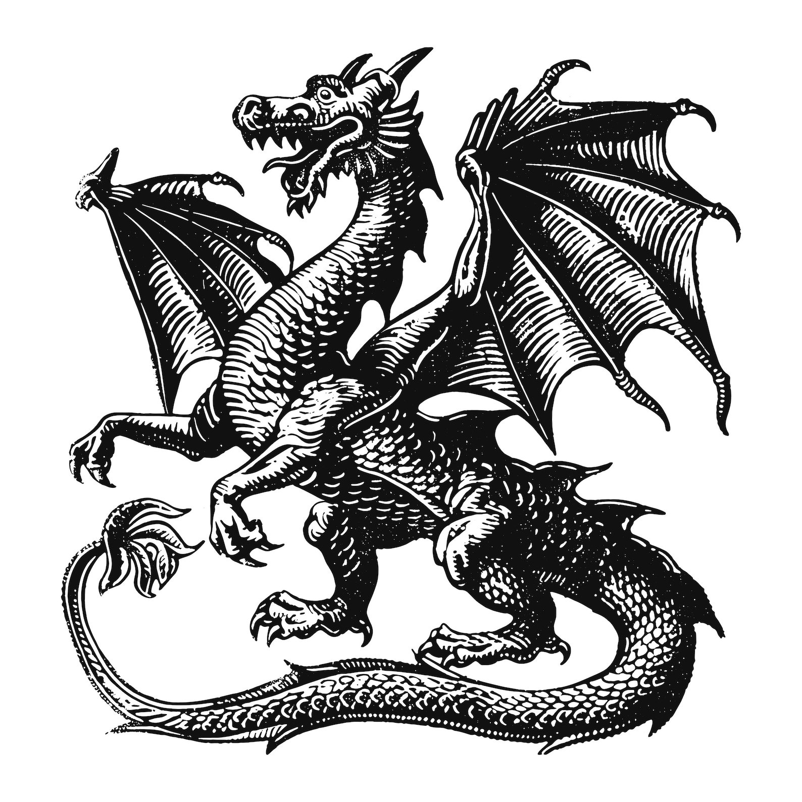 Woodcut Illustration of a Medieval Dragon. Vintage Grunge Vector Design ...