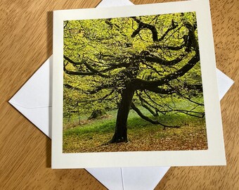 Oak Tree in Golden Sunbeams, Nature Greeting Card Blank Inside With ...
