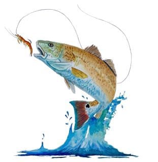 Redfish Drawing