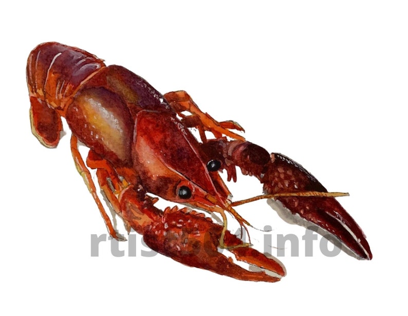 Crawfish Art, Crawfish Print, Crawfish Painting, Crayfish Poster High ...