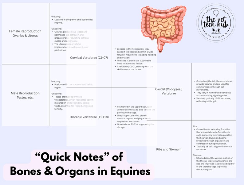 Veterinary Equine Anatomy Quick Notes Flashcards, VTNE, Vet Nurse, Tech ...