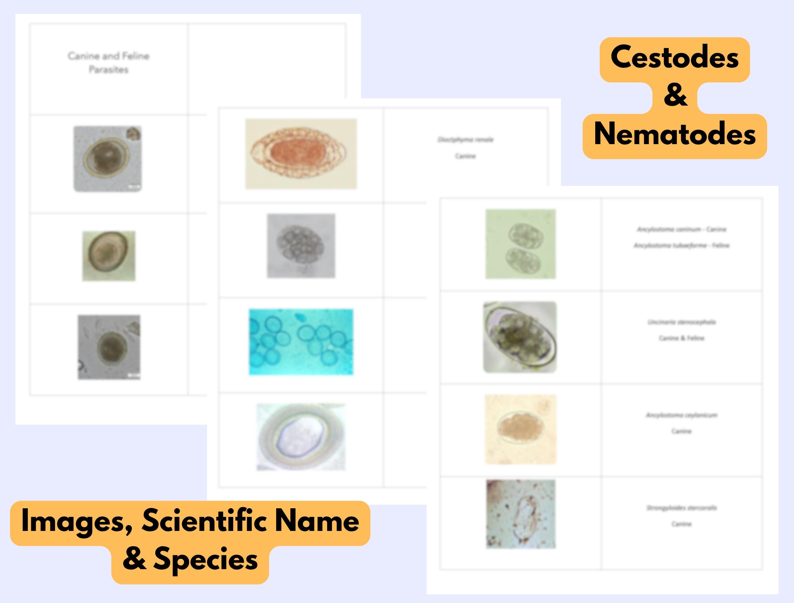 Canine & Feline Parasite Identification Flashcards, Veterinary Medicine ...