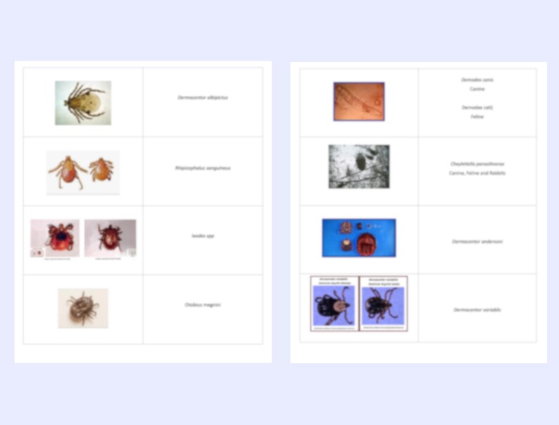 Canine & Feline Parasite Identification Flashcards, Veterinary Medicine ...