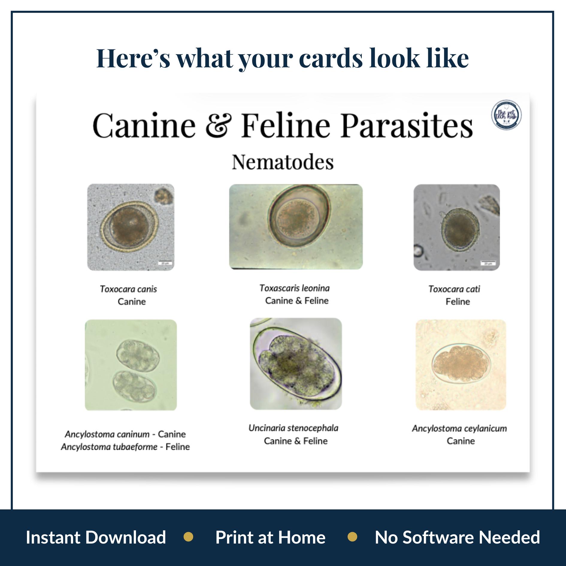 Canine Feline Endoparasite Identification Chart, Vet Tech Printable ...