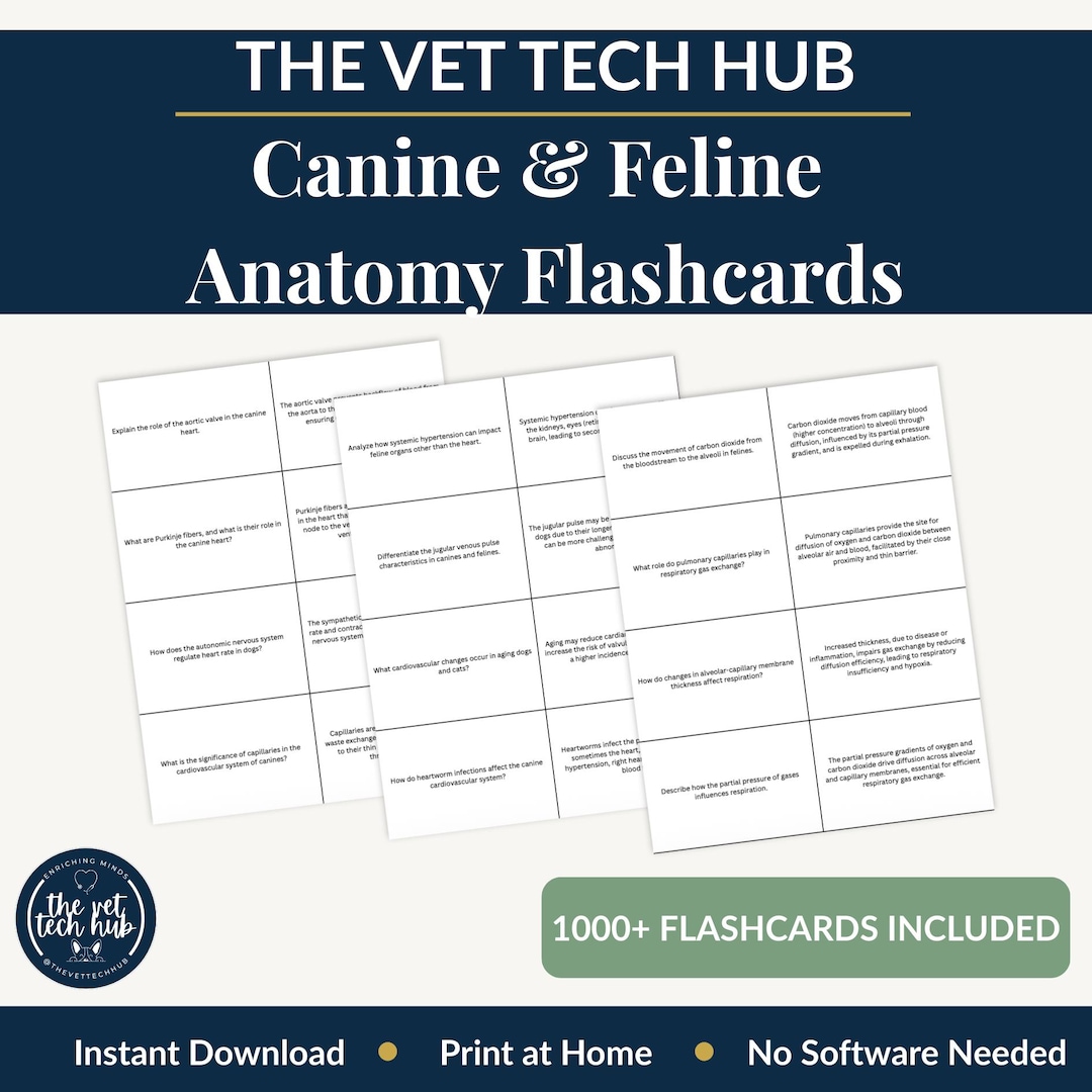 Canine and Feline Anatomy Flashcards, Vet Tech Veterinary Students ...
