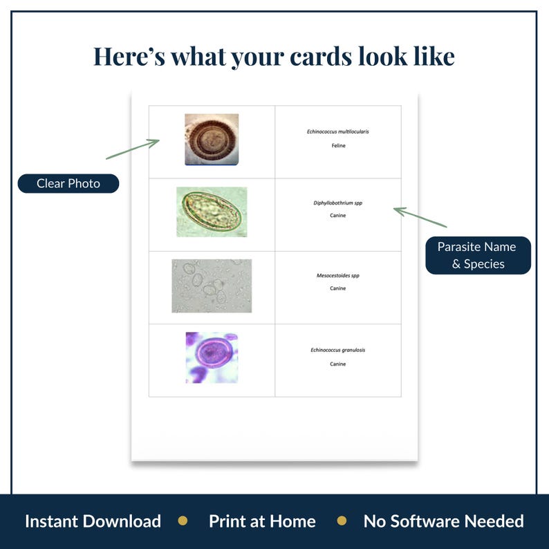 Canine Feline Parasite Identification Flashcards, Vet Tech VTNE Prep ...