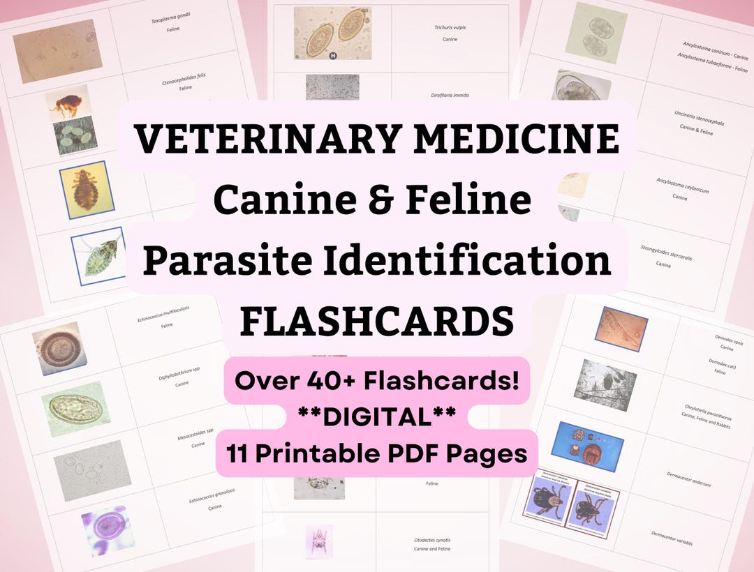 Canine & Feline Parasite Identification Flashcards, Veterinary Medicine ...