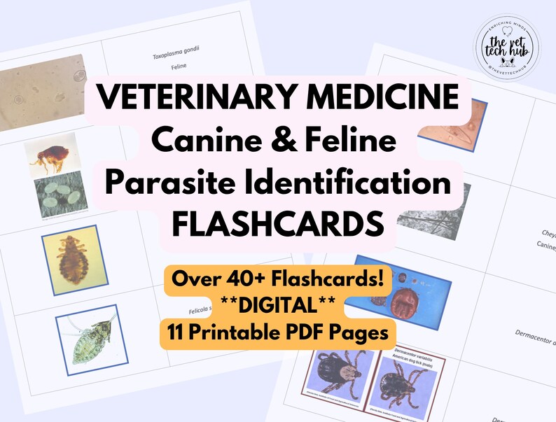 Canine & Feline Parasite Identification Flashcards, Veterinary Medicine ...