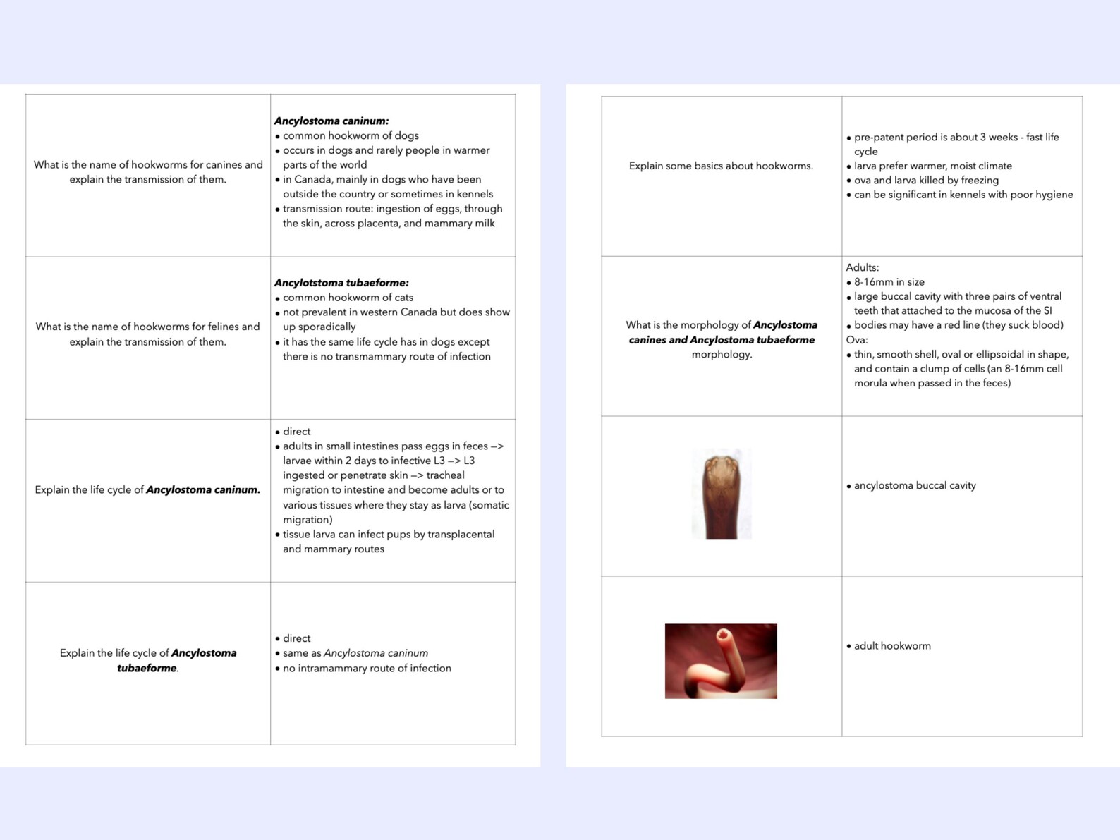 Vet Tech Complete Parasitology Flashcards With Images, VTNE, Veterinary ...