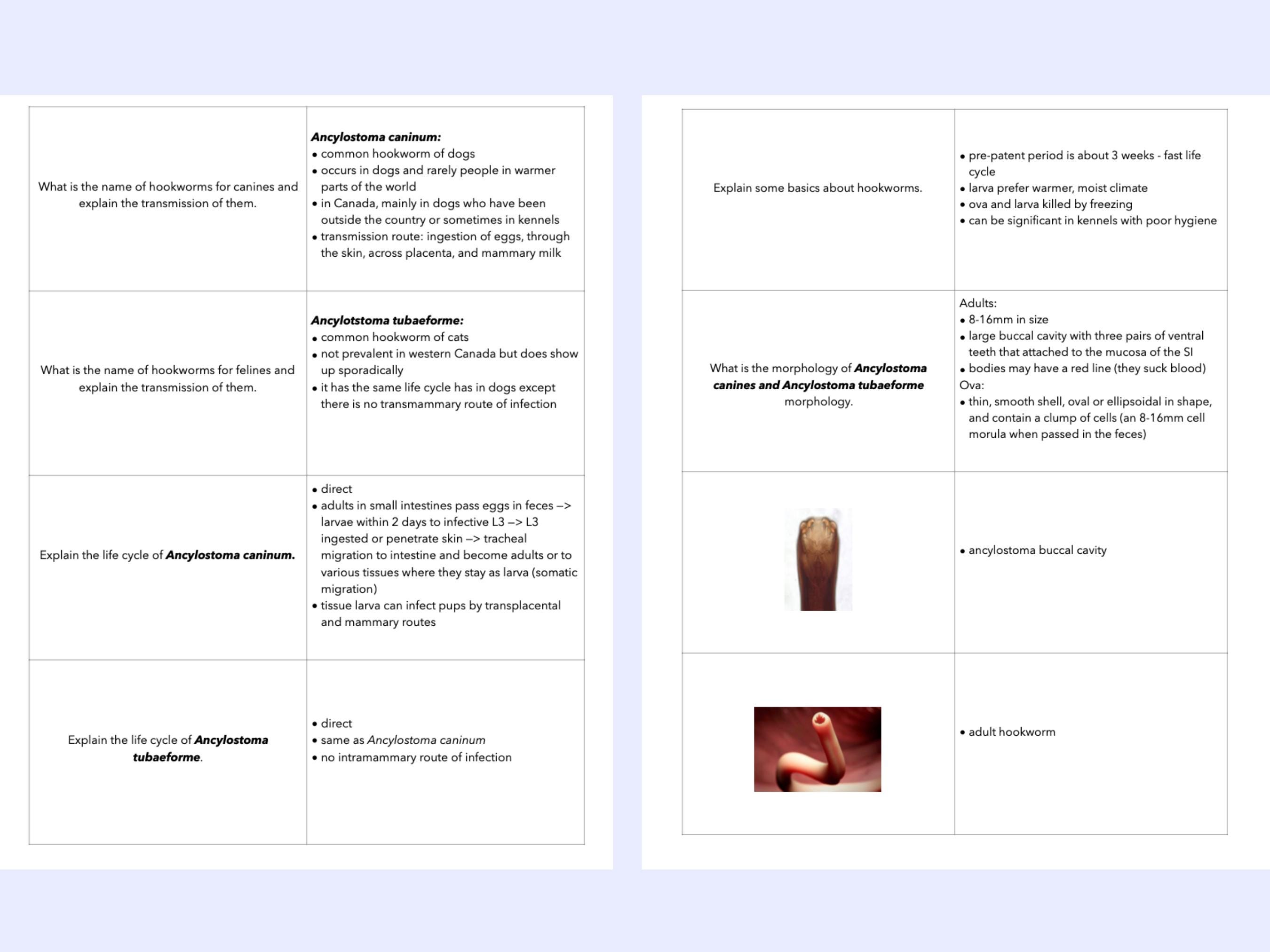 Vet Tech Complete Parasitology Flashcards With Images, VTNE, Veterinary ...