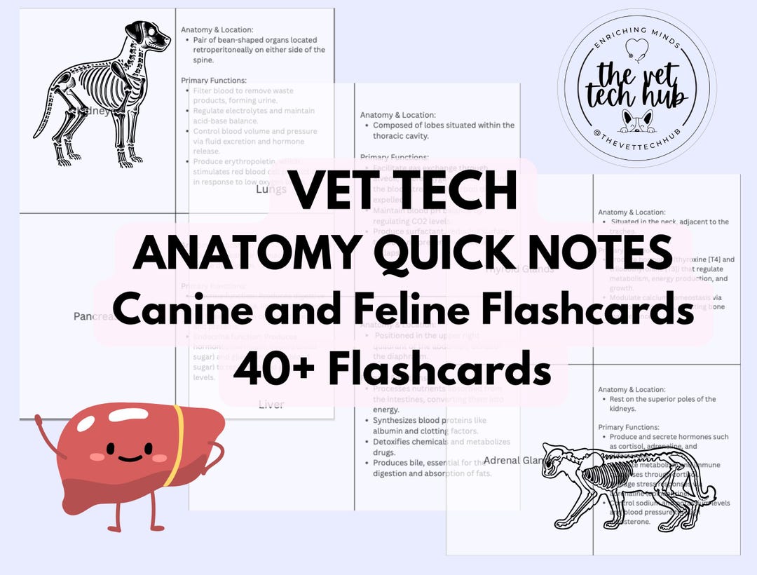 Canine and Feline Quick Notes Anatomy Flashcards, Basic Organ & Bone ...