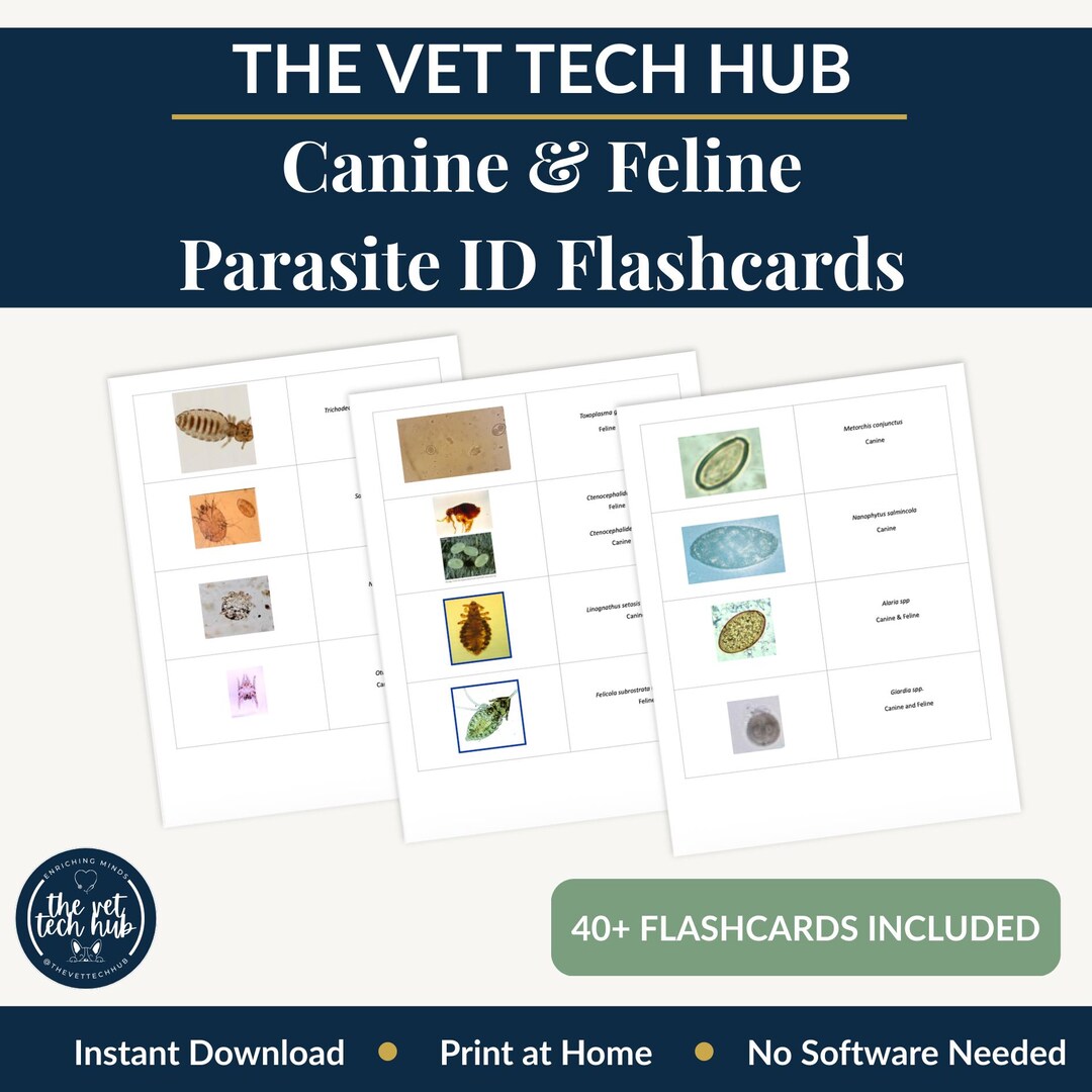 Canine Feline Parasite Identification Flashcards, Vet Tech VTNE Prep ...