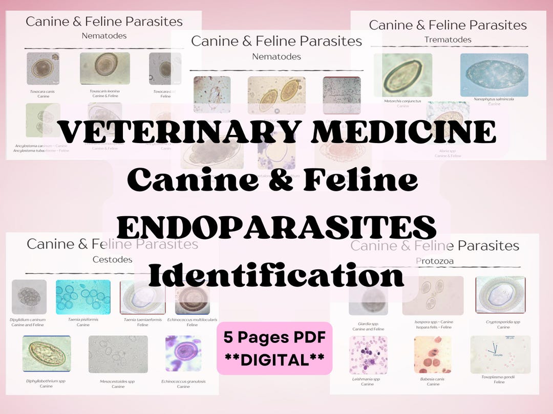 Vet Tech Parasitology Canine and Feline Endoparasite Identification ...