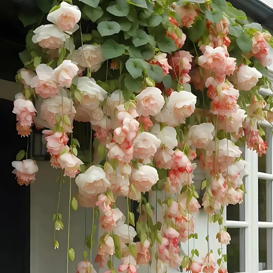 25 Peach Weeping Begonia Seeds | Trailing Begonia | Hanging Basket ...
