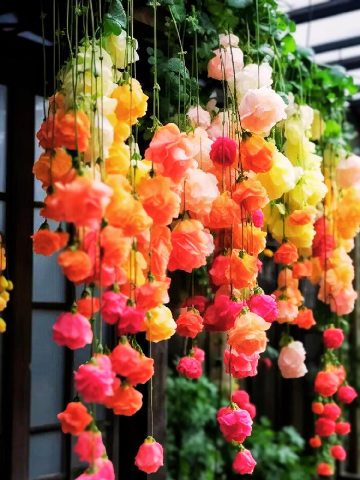 25 Seeds Rainbow Weeping Begonia Flowers Beautiful Hanging Garden ...
