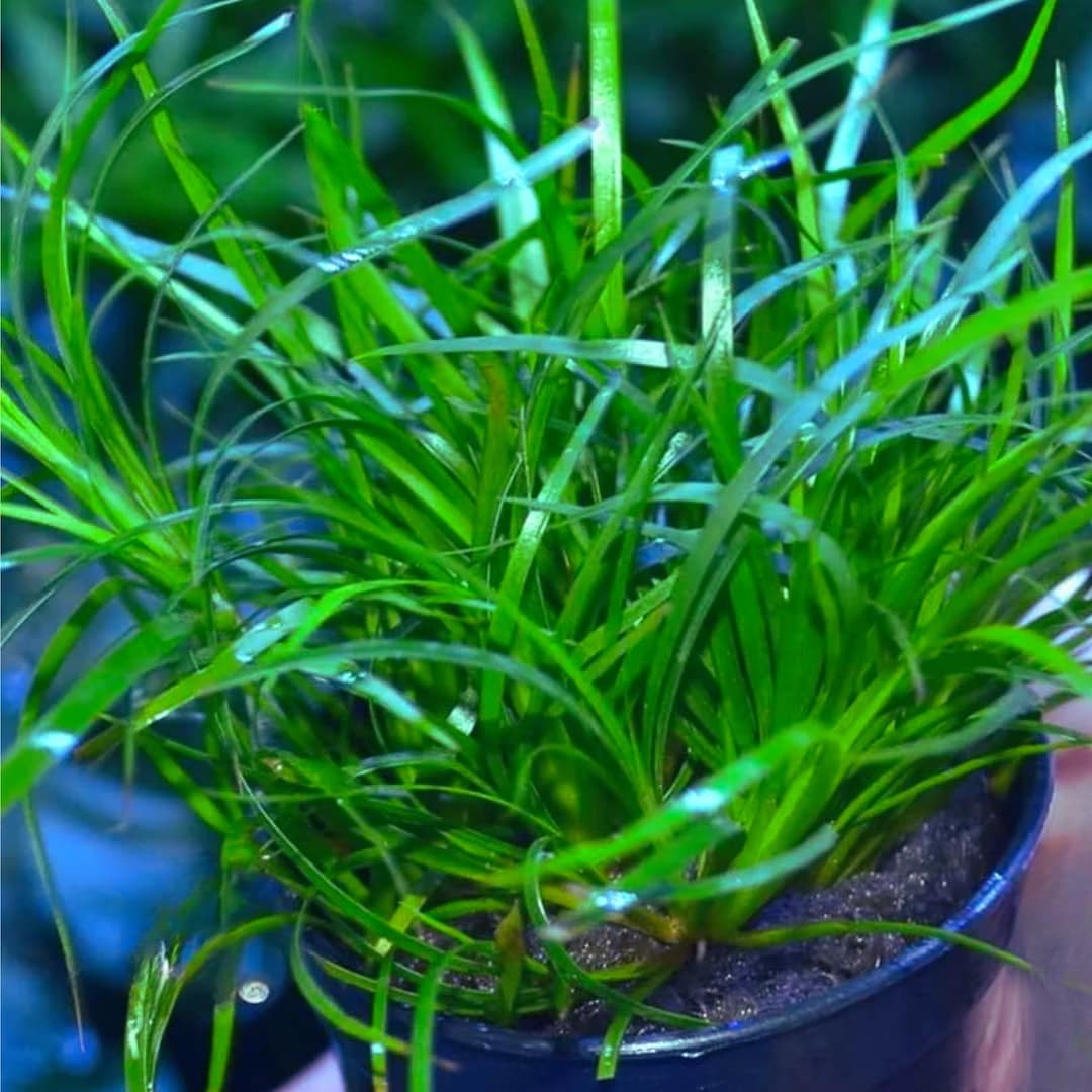 Juncus Repens Live Aquarium Plants Easy Care Aquatic Plants Live ...