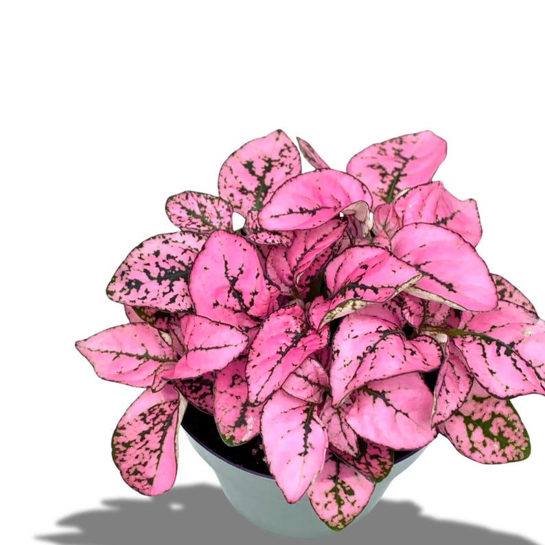 Hypoestes Pink Splash Plant: Easy Care Air Purifying Houseplant - Etsy