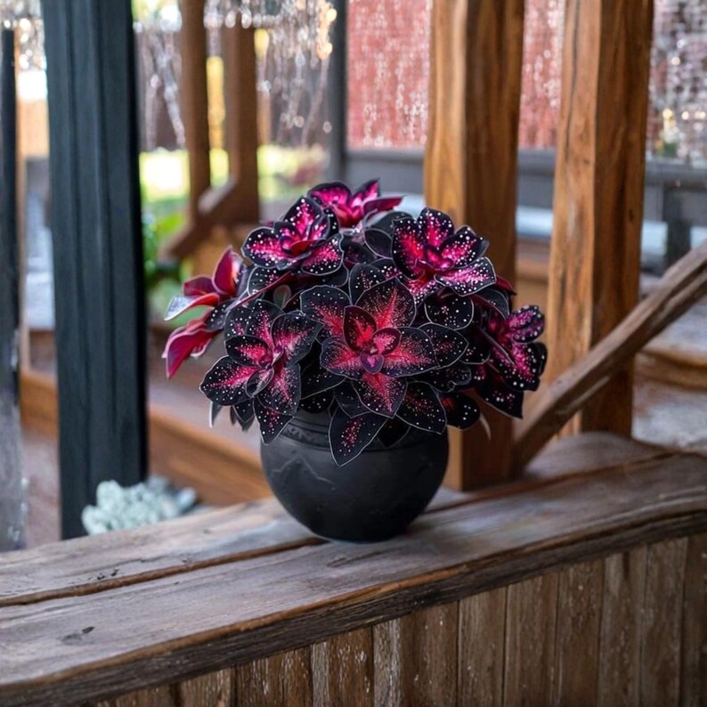 30 Stardust Begonia Seeds | Speckled Ornamental Flower Seeds for Garden ...