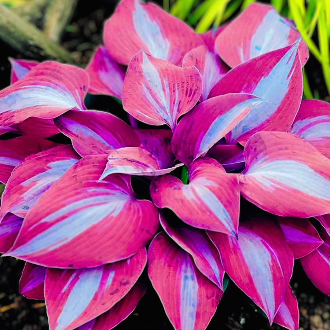 100 Seeds Purple Hosta Plant Hosta Plantaginea Garden Flowers Perennial ...