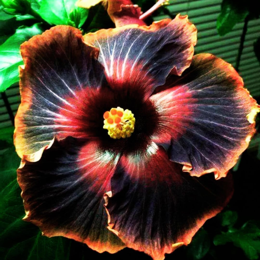25 Seeds Black Hibiscus Seeds Hibiscus Rosa-sinensis Garden Flowers for ...