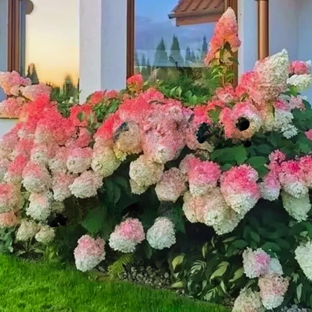 Pink & White Hydrangea Seeds: Perennial Garden Flower (25 Seeds) - Etsy