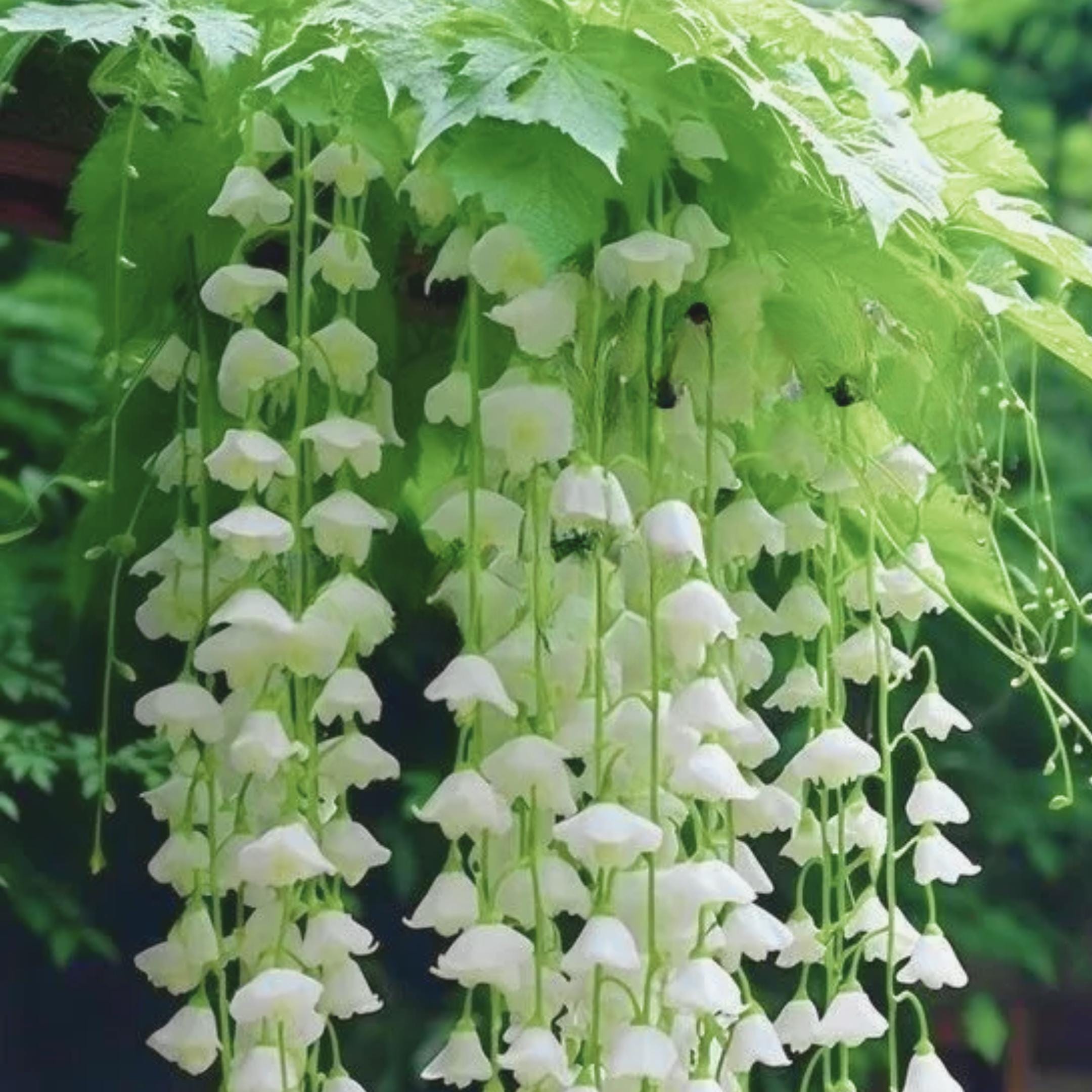 25 Seeds White Weeping Begonia Flowers Beautiful Hanging Garden Flower ...