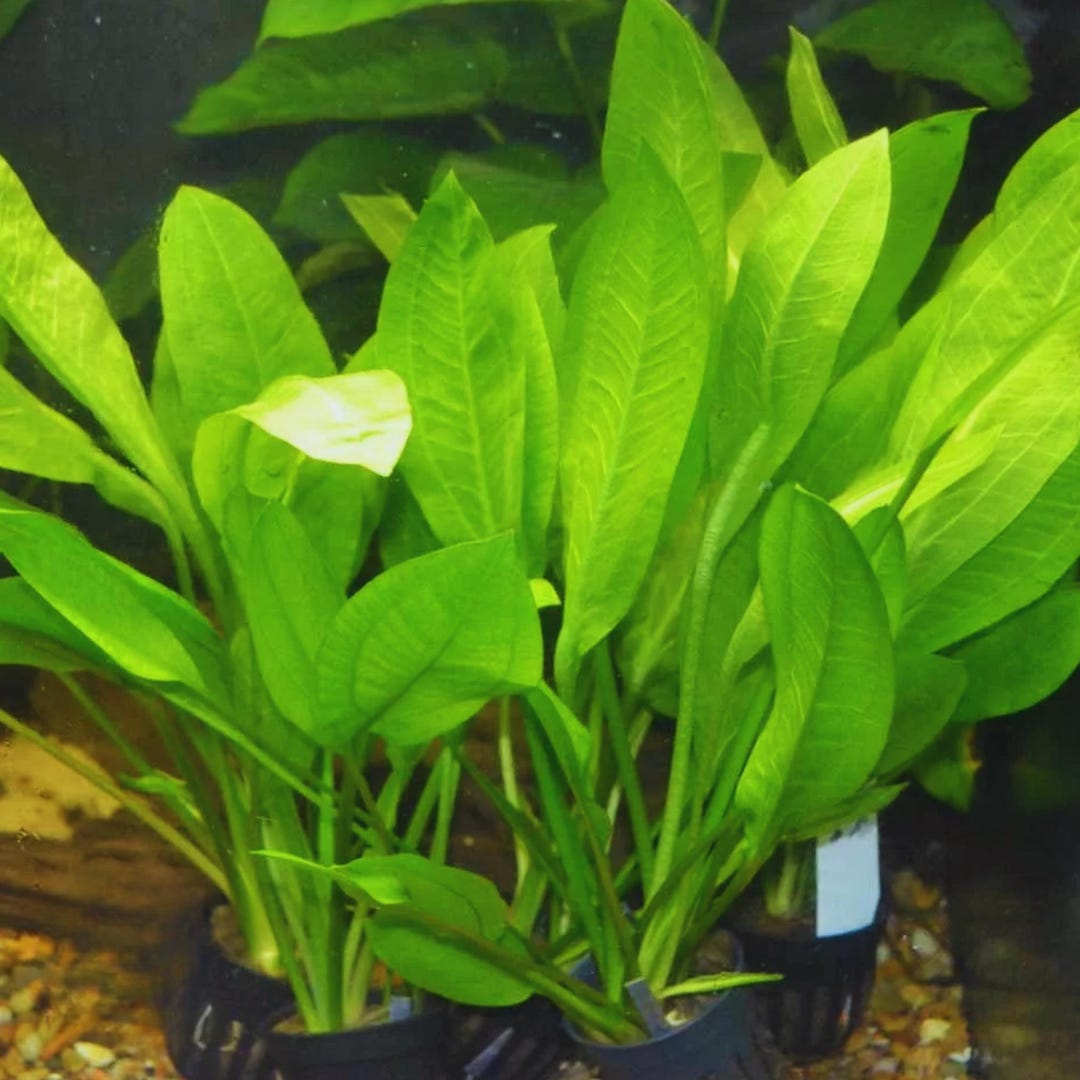 Amazon Sword Plant: Live Echinodorus Bleheri, Easy Care - Etsy