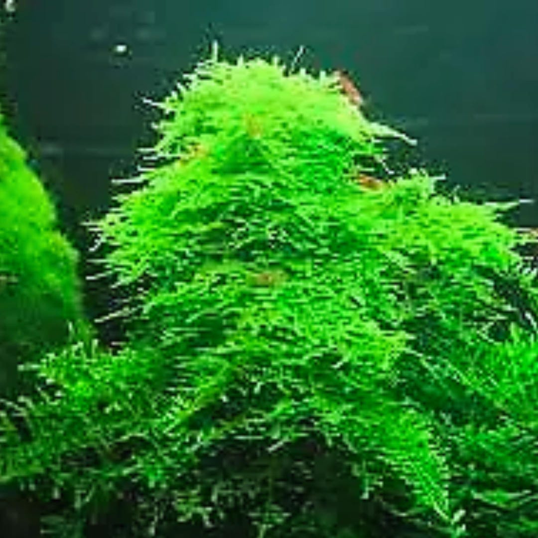 Christmas Moss: Live Aquarium Plant, Easy Care, Shrimp-friendly - Etsy