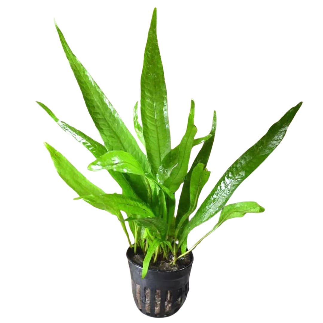 Java Fern' Philippine' Pot Microsorum Pteropus Potted Live Aquarium ...