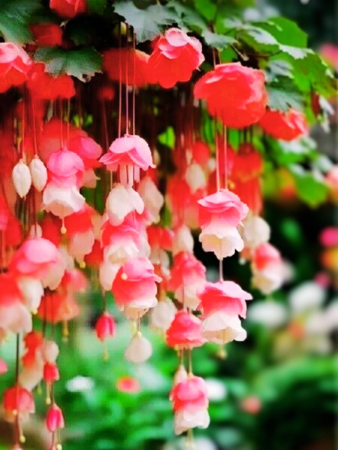 25 Seeds Red & White Weeping Begonia Flowers Beautiful Garden Flower ...