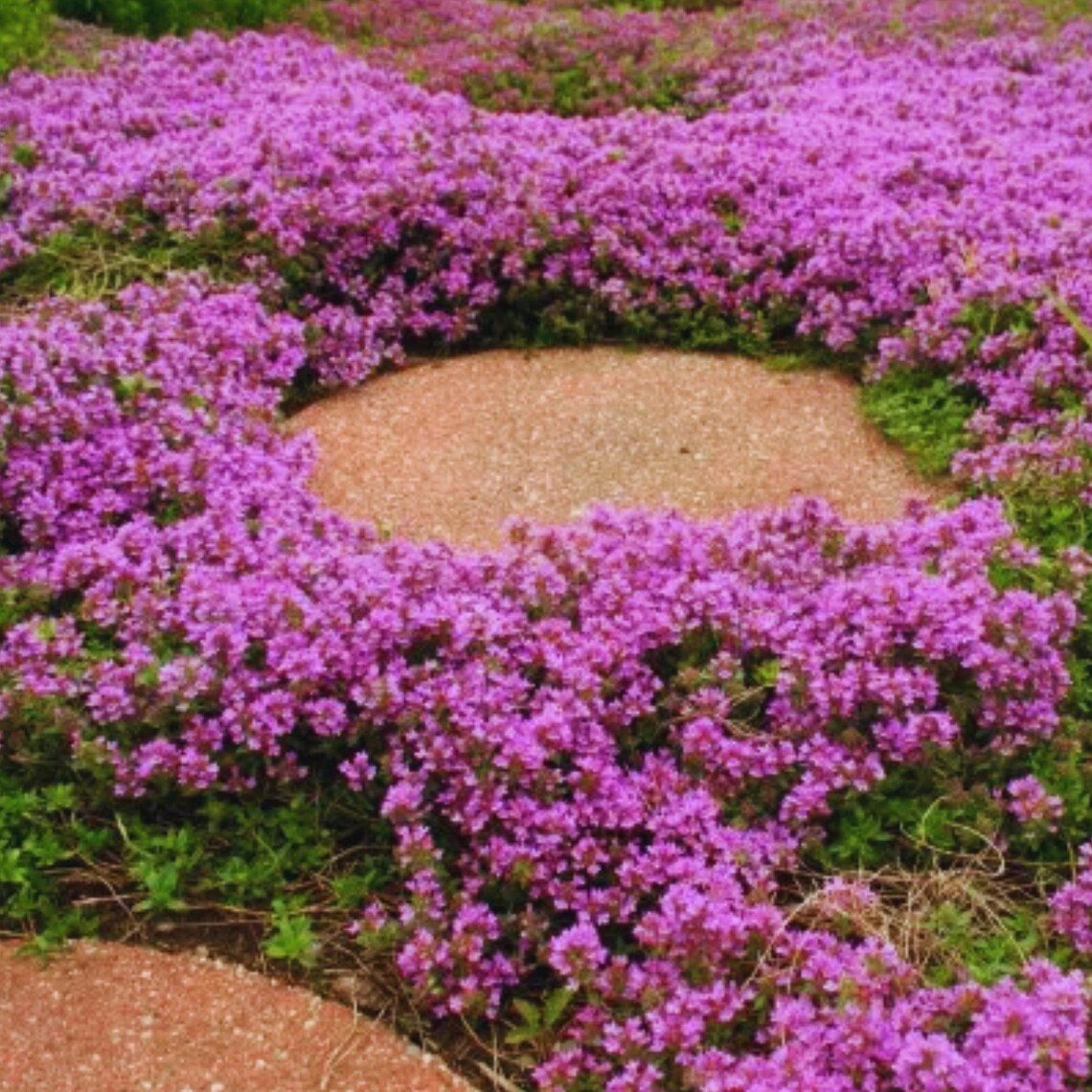 3500 Seeds Dwarf Creeping Thyme Thymus Serpyllum, Ground Cover Garden ...