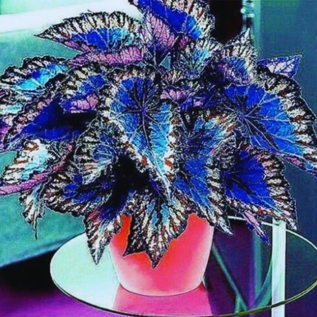 25 Multicolour Coleus Seeds: Easy Grow Garden Flower - Etsy