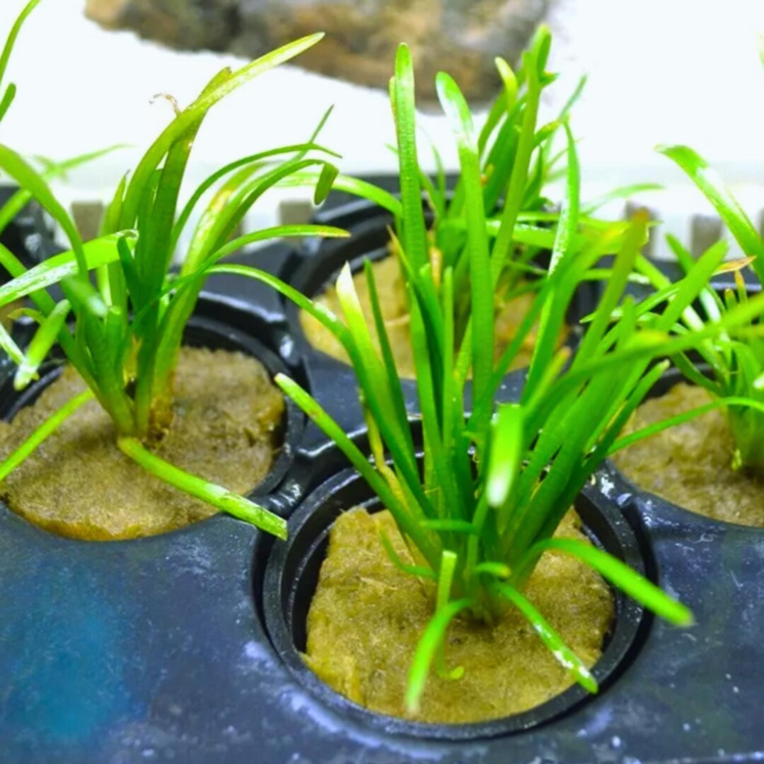 Dwarf Sag Sagittaria Subulata 'dwarf' Live Aquarium Plant Easy Care ...