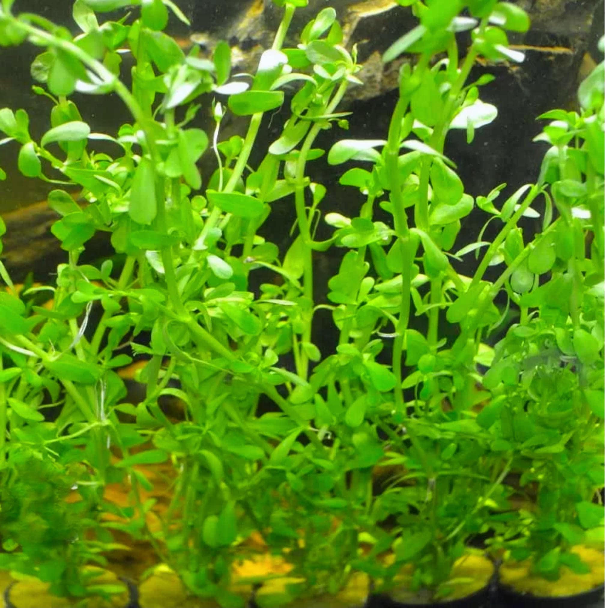 Bacopa Monnieri (moneywort) Live Aquarium Plants Easy Care Aquatic ...