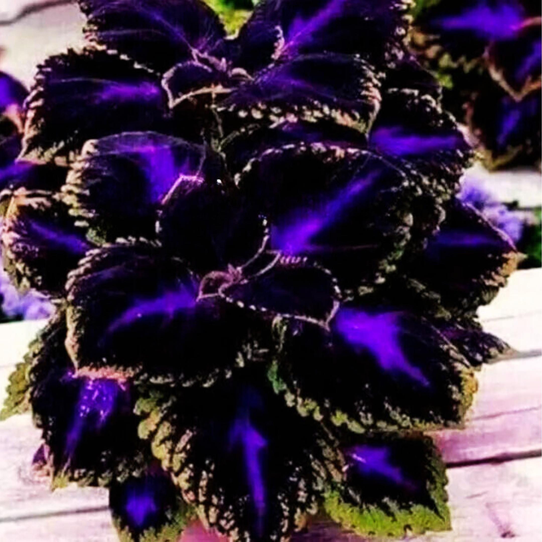 25 Black Purple Coleus Seeds: Easy Grow Perennial Garden Flowers - Etsy