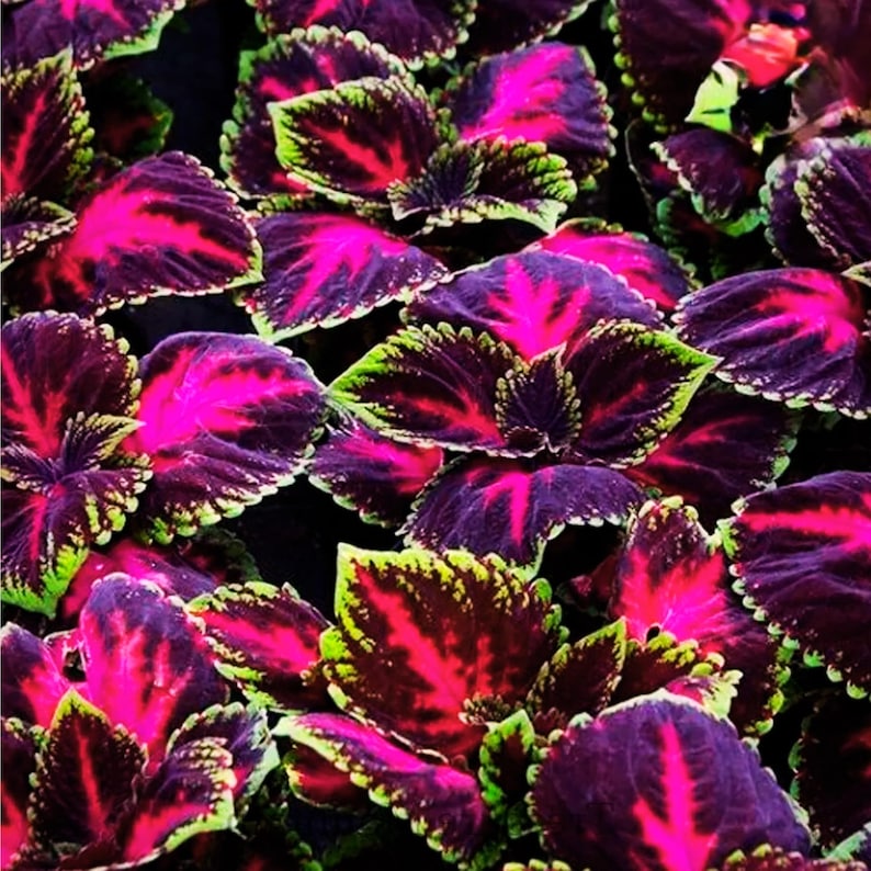 Red Giant Coleus Seeds: Easy Grow Garden Flower (24 Seeds) - Etsy