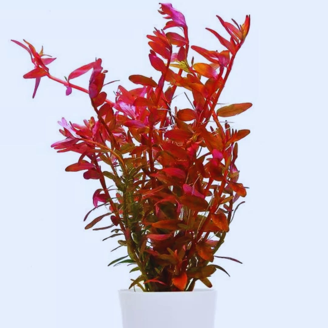 Rotala Rotundifolia RED Live Aquarium Plant: Easy Care Freshwater ...