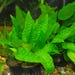 Cryptocoryne Usteriana 'green' Pot Live Aquarium Plant Easy Care ...