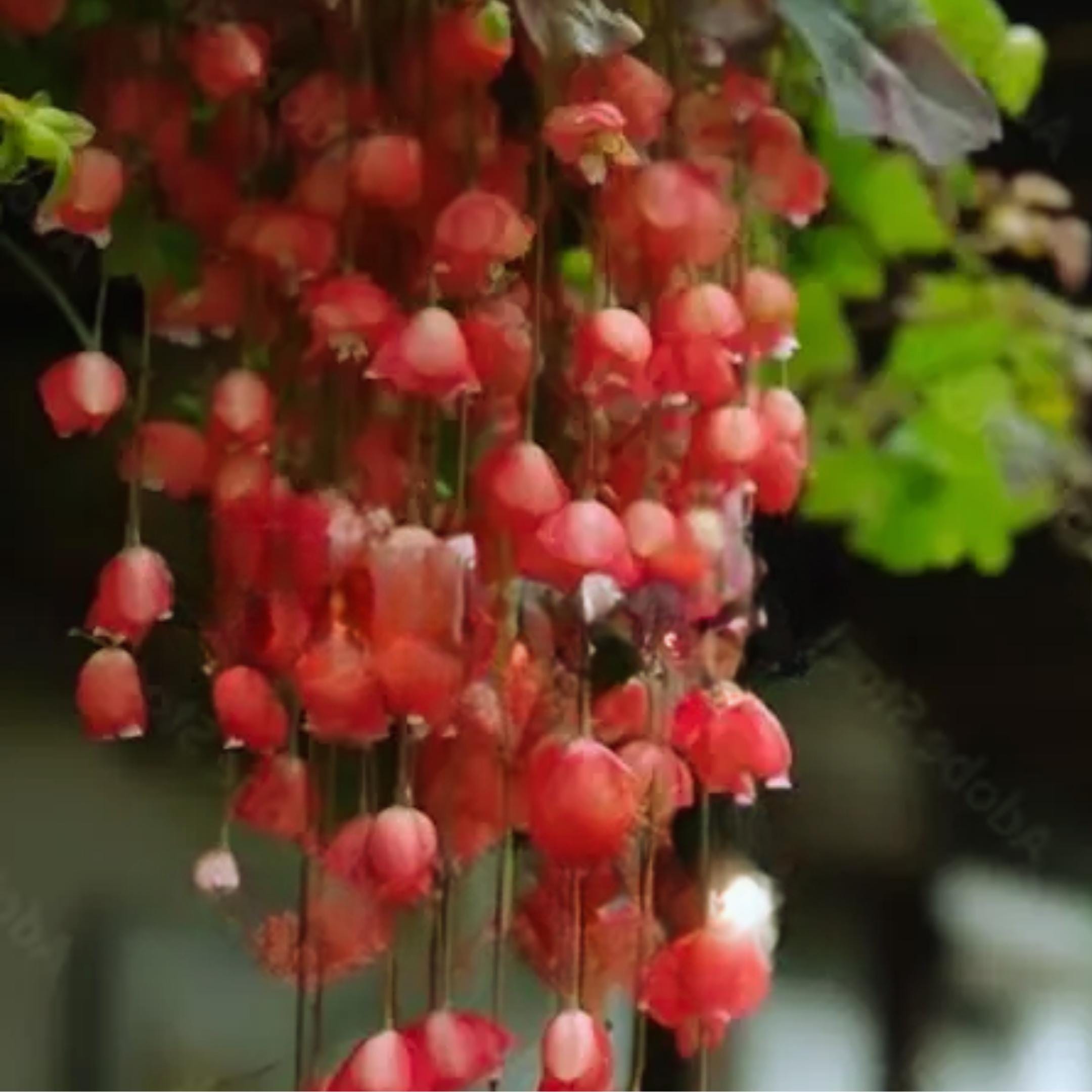25 Seeds Red Weeping Begonia Flowers Beautiful Hanging Garden Flower ...