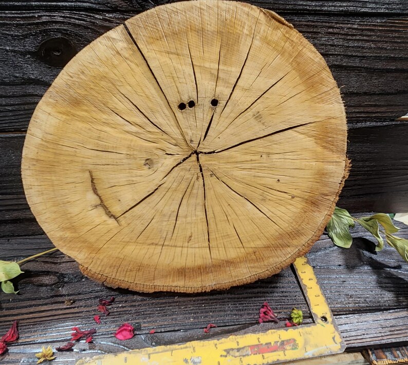 12" Inch Southern Live Oak Wood Slice | 1.5" Thick Live Edge Cookie ...