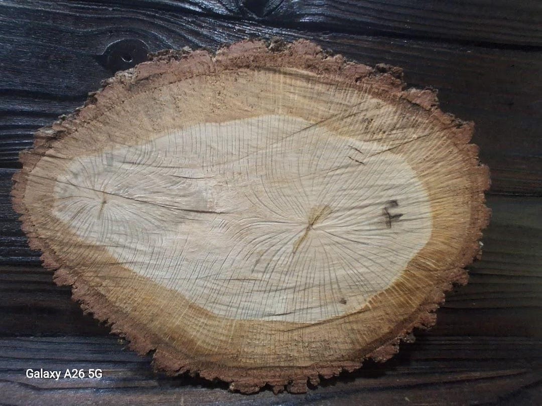 Live Edge Oak Altar Slab: Sacred Wood Round for Rituals & Terrariums - Etsy