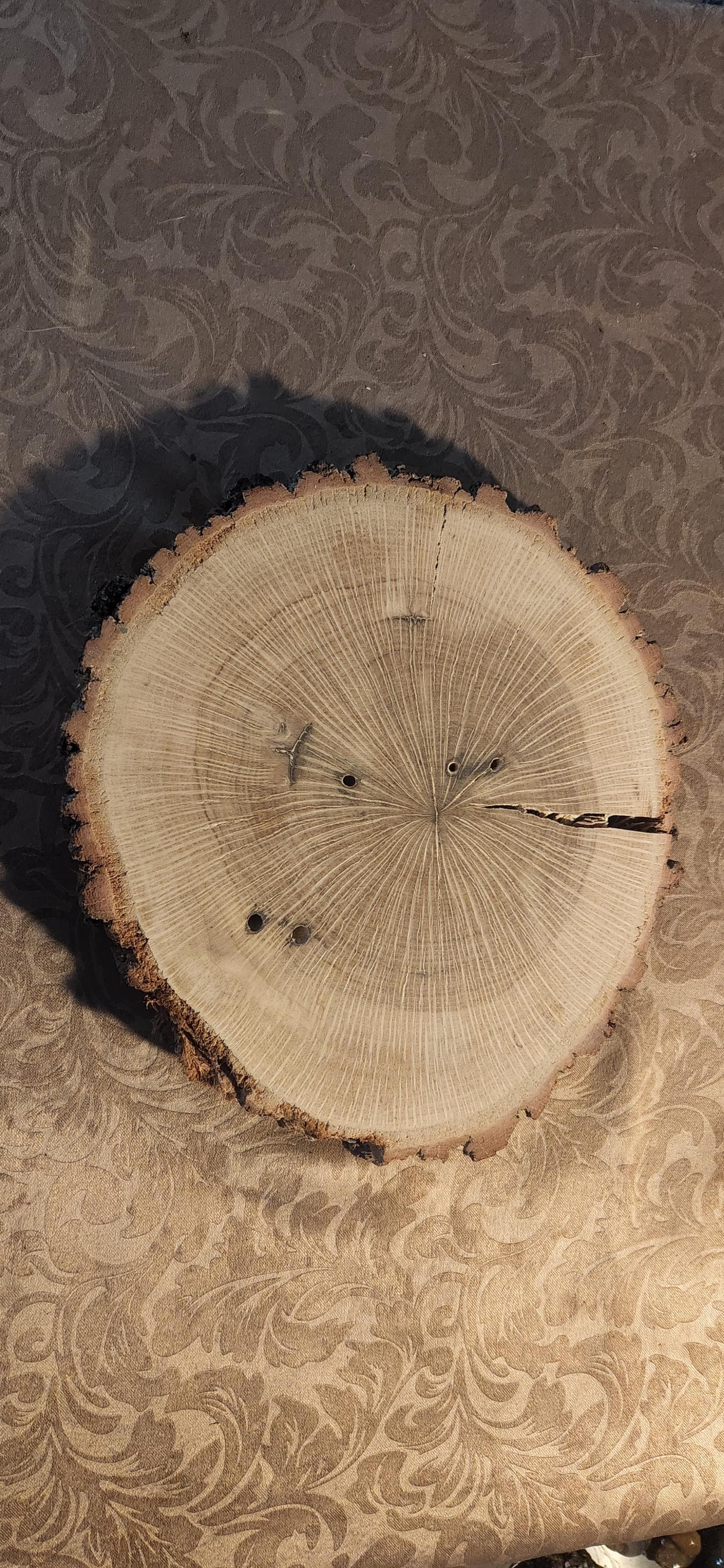 Southern Live Oak Cross Section - Etsy