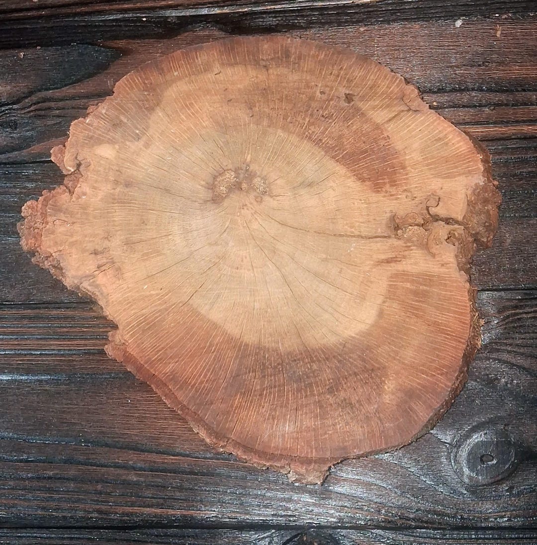 Southern Oak Ritual Slab – 10″ Sacred Wood Round for Altars, Terrariums ...