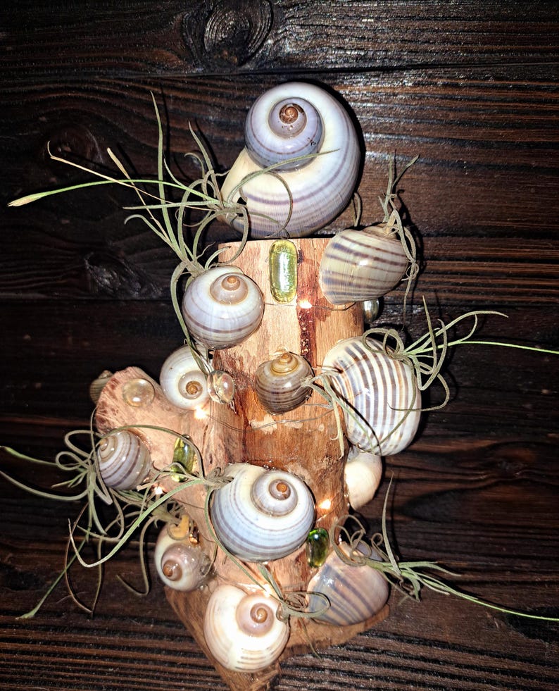 Spiral Shell Altar Tower – Rosewood Ritual Sculpture With Air Plant ...