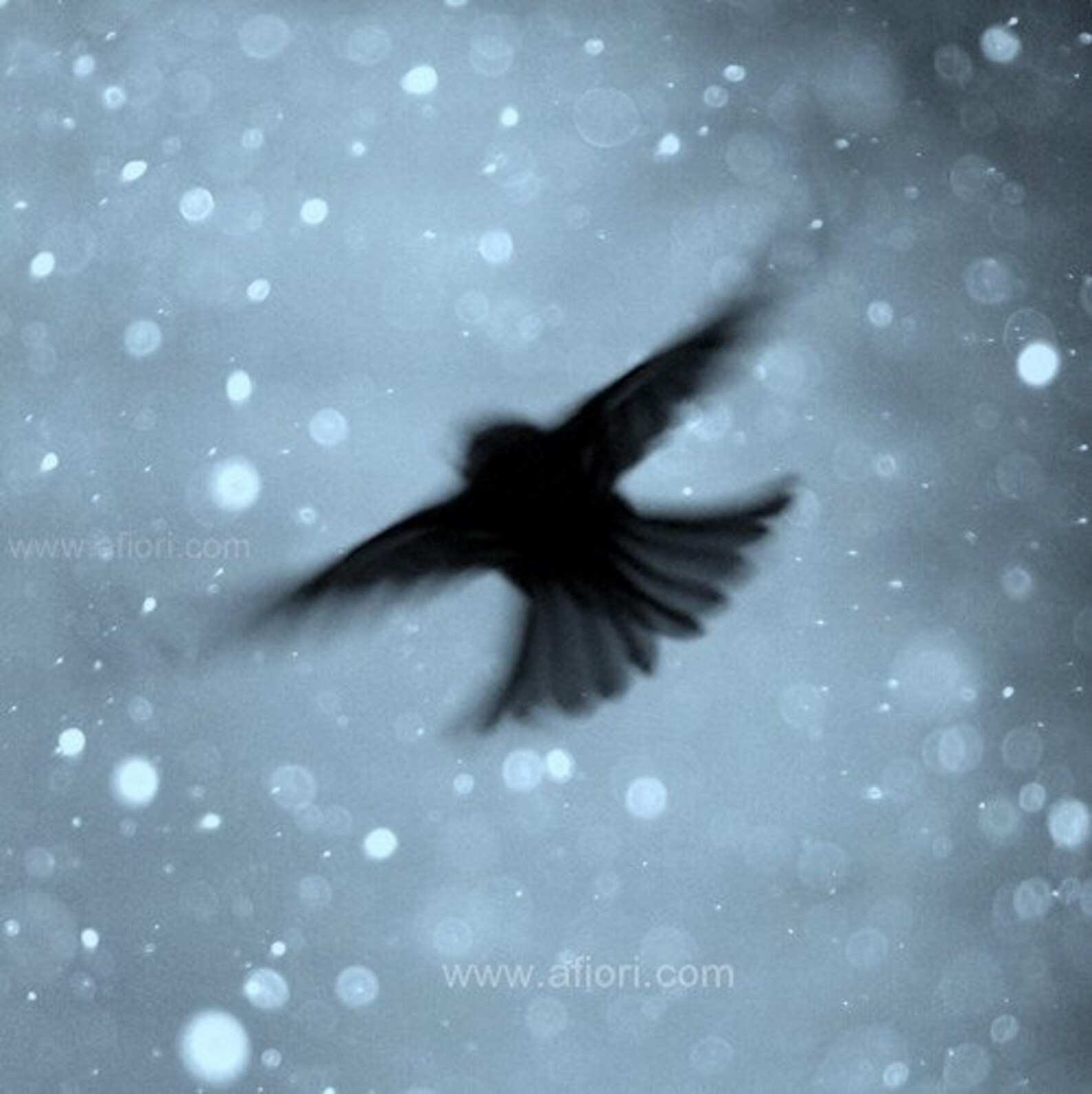 Snowflake Flight, Little Flying Bird on Cold, Blue, Sparkly Winter Sky ...
