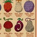 One Piece Poster Devil Fruits One Piece Poster Devil Fruits One Piece ...