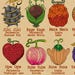 One Piece Poster Devil Fruits One Piece Poster Devil Fruits One Piece ...