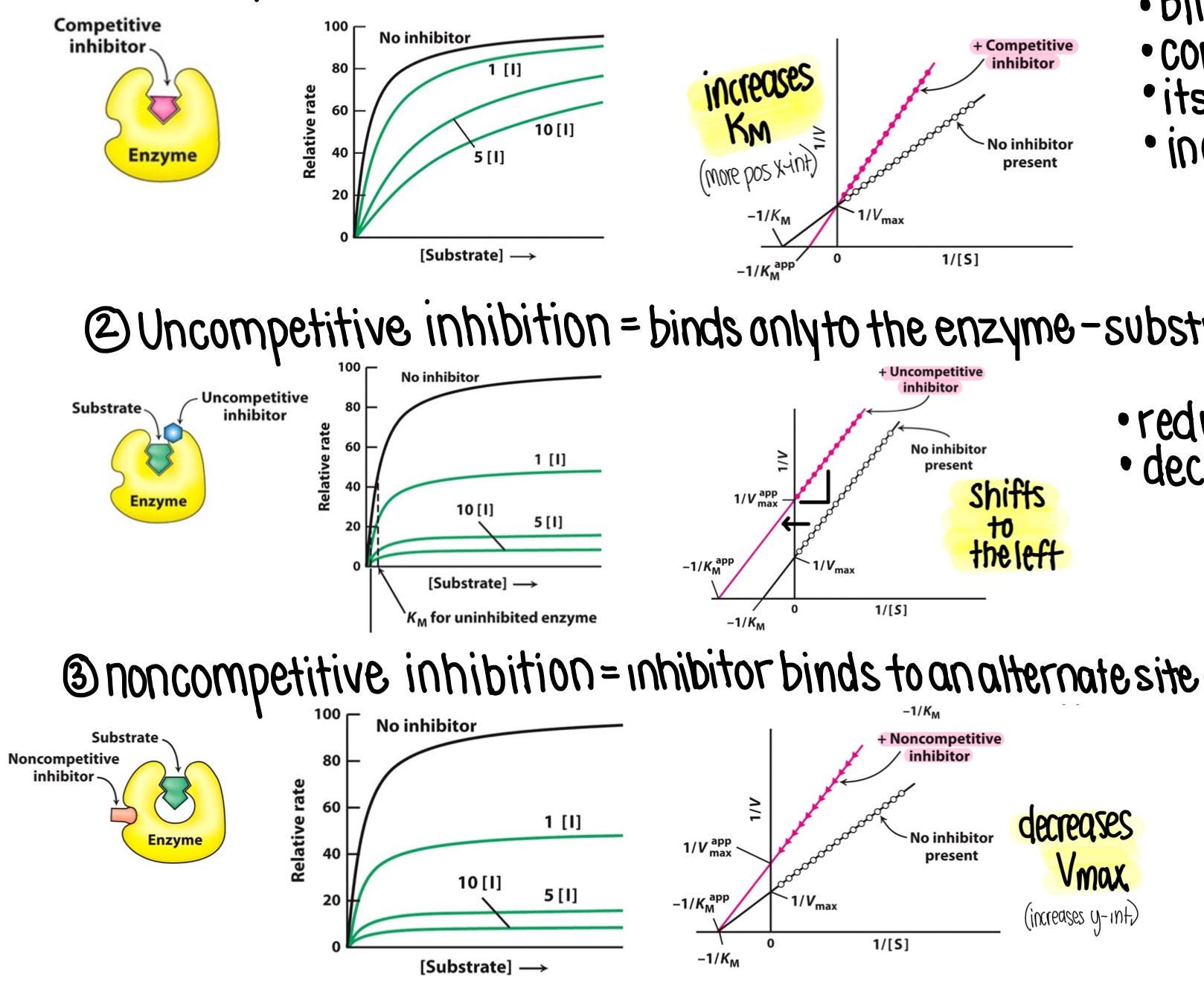 Biochemistry Notes: Enzyme Kinetics, Mechanisms and Inhibitors ...
