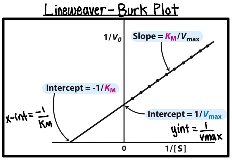 Biochemistry Notes: Enzyme Kinetics, Mechanisms and Inhibitors ...